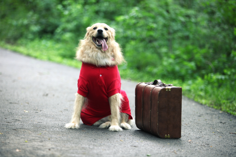 How to Create a Travel Itinerary for Your Dog: Plan Every Detail ...